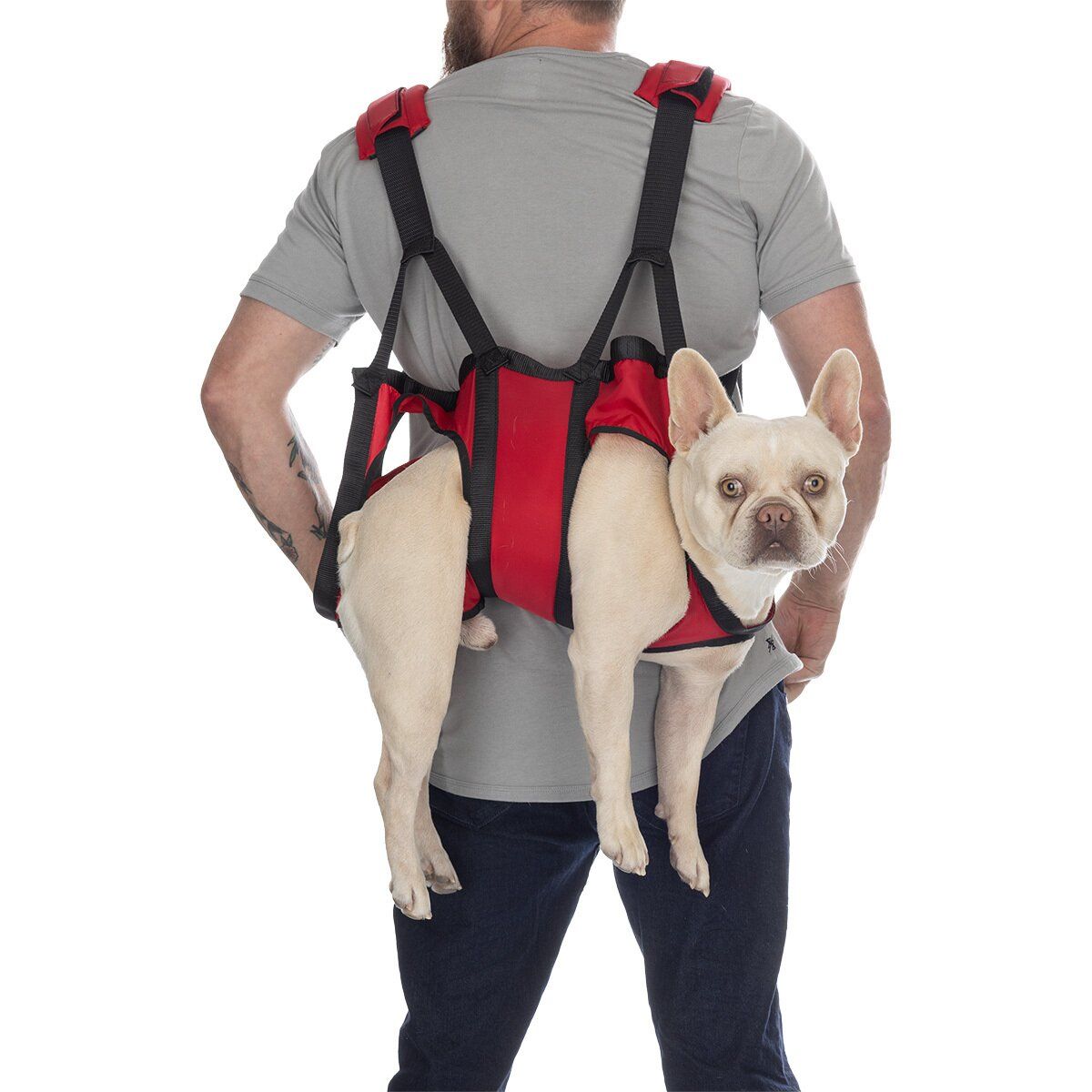 Leashes, Harnesses & Collars | Backcountry.com