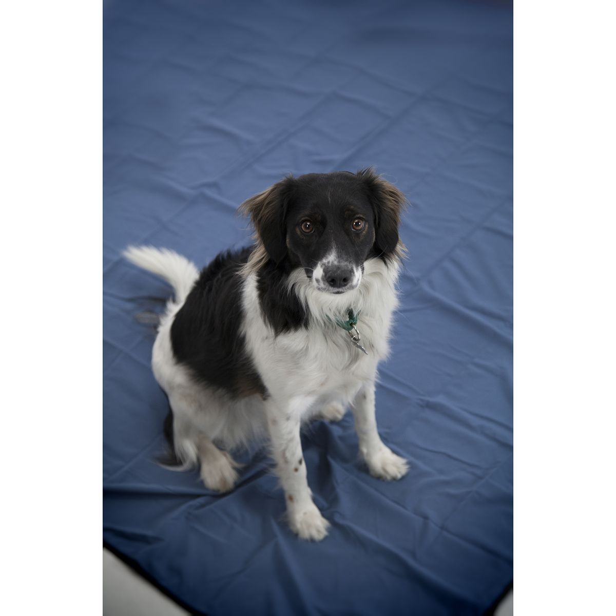 NEMO Equipment Inc. Tenshi Pawprint - Hike & Camp