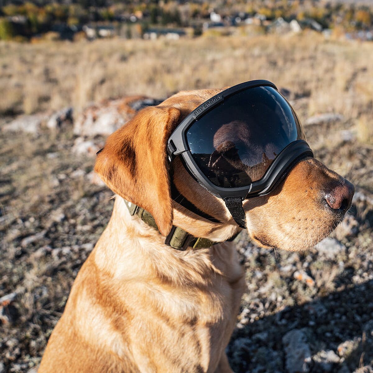 Rex Specs V2 Dog Goggle - Hike & Camp